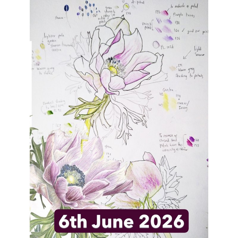 Botanical Illustration in Colour Pencil and Ink With Vicky Hallam ...