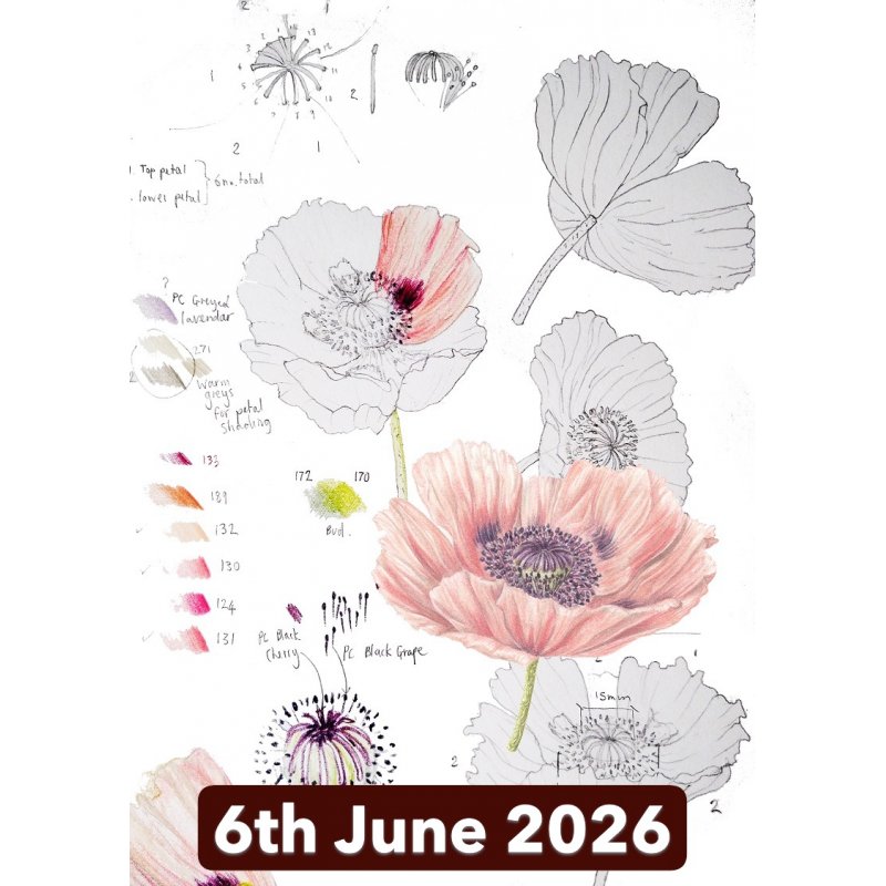 Botanical Illustration in Colour Pencil and Ink With Vicky Hallam ...